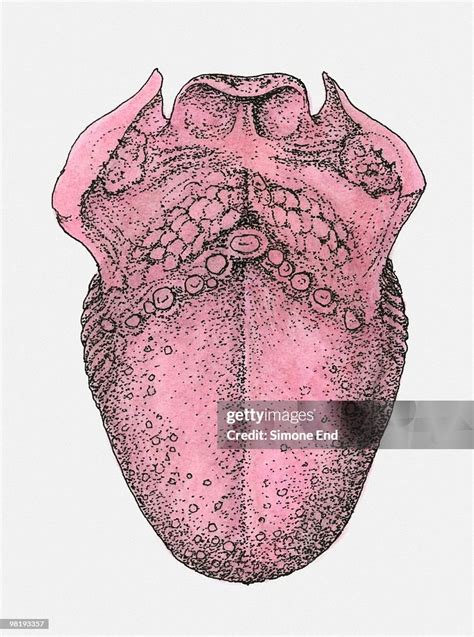 Structure Of Human Tongue High Res Vector Graphic Getty Images