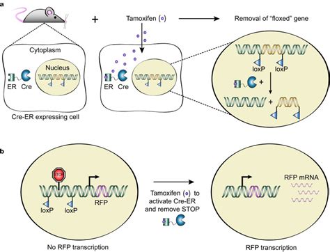 Cre Recombinase Technology The Cre Recombinase Enzyme Was Identified