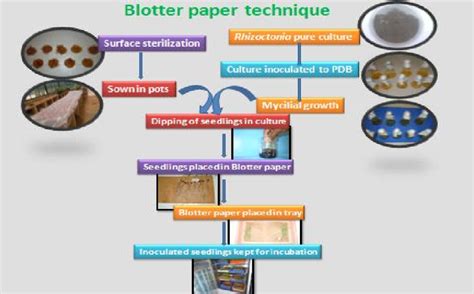 Flow Chart Of Blotter Paper Technique Download Scientific Diagram