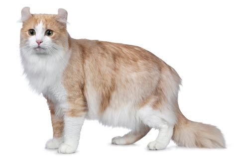 American Curl Longhair Cat Breed
