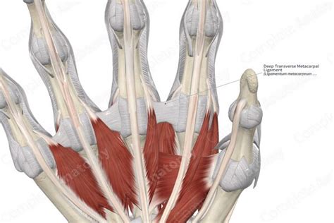 Deep Transverse Metacarpal Ligament Wikism Sports Medicine Wiki