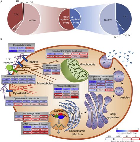 The Effect Of Genomic Variations On Gene Expression A Pie Charts Download Scientific Diagram