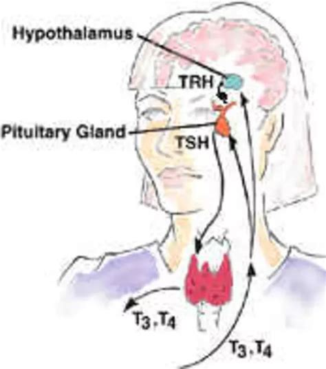 Thyroid Gland Function Tests Artofit
