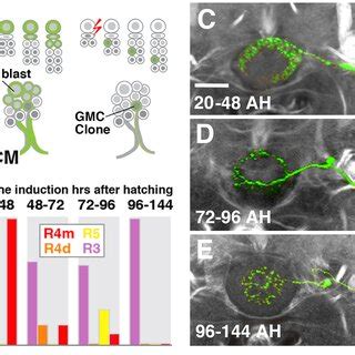 Schematized Overview Of Putative R Neuron Interactions Direct Arrows Download Scientific