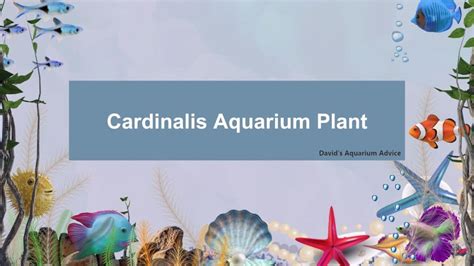 Cardinalis Aquarium Plant A Stunning Addition To Your Aquascape