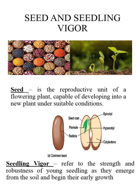 G 3 Cs15 Ppt Seed Vigor Autosaved Pdf Seed Germination