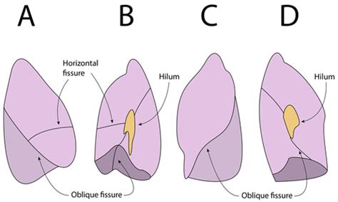 Variations In The Human Pulmonary Fissures And Lobes A Cadaveric Study