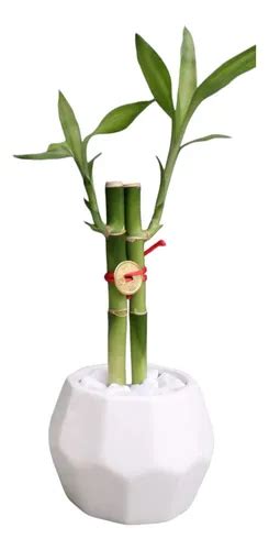 50 Pz De Bambu Chino De La Suerte Planta Lucky Bamboo Meses Sin Interés