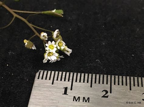 Whitlow Grass Draba Verna L Plant And Pest Diagnostics