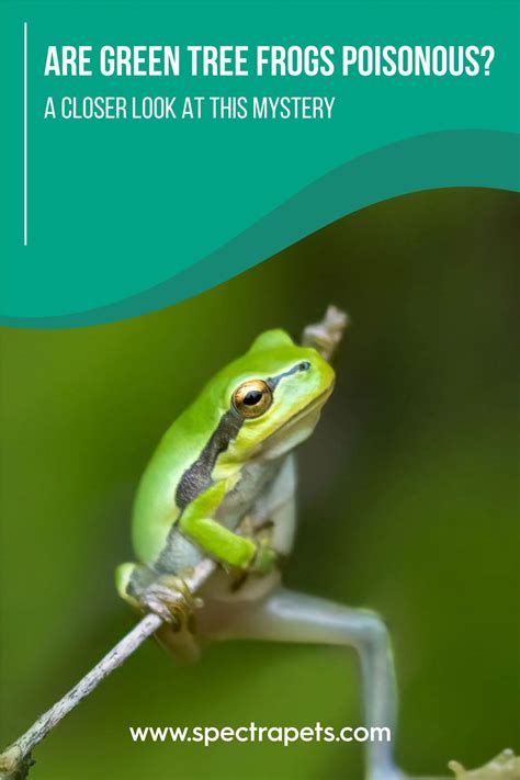 Are Green Tree Frogs Poisonous