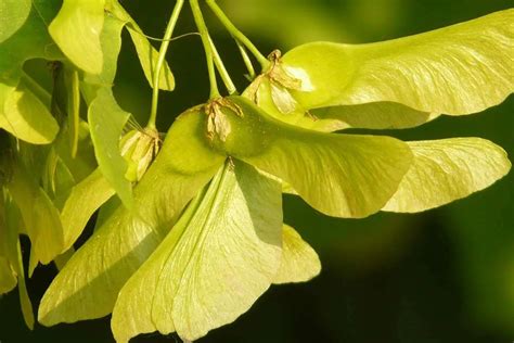 Types Of Maple Trees With Helicoptor Seeds Perymedicine