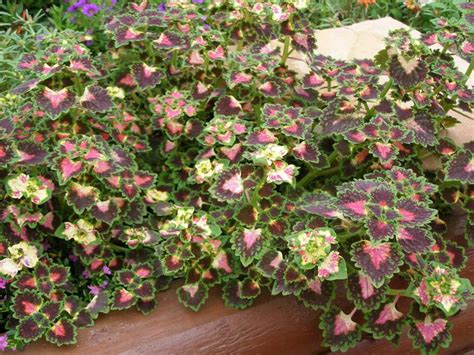 Trailing Coleus Parks Brothers Farm Inc