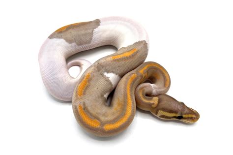 super black pastel pied ball python