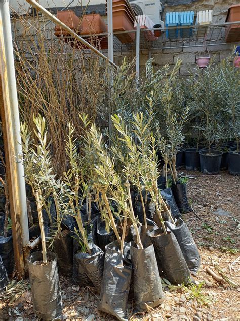 Agronet Ltd 🌿 ზეთისხილის ნერგები გაყიდვაშია 🌿 მხოლოდ