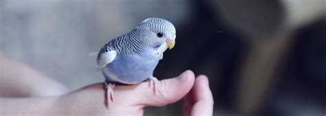 A New Strategy For Sexing Parrots Using Pcr Bento Lab