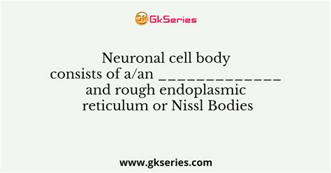 Neuronal Cell Body Consists Of A An And Rough Endoplasmic
