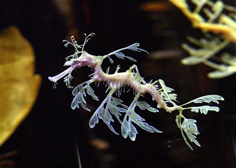 Phycodurus Eques Définition Et Explications