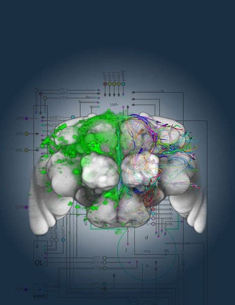 Dickson Lab Janelia Research Campus