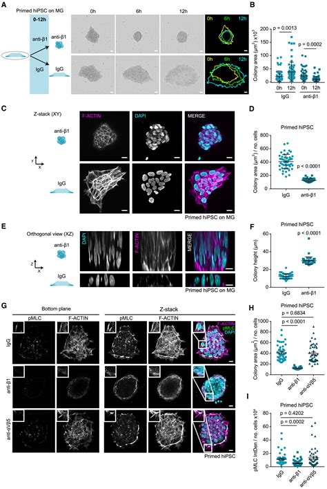 Integrin β1 Activity Controls Colony Morphology During Human Pluripotent Stem Cell State