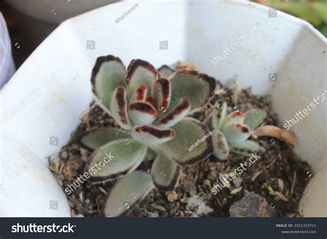 Kalanchoe Tomentosa Chocolate Soldier Plant White Stock Photo ...