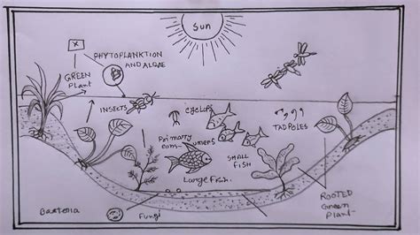 How To Draw Pond Ecosystem Draw Ecosystem Of Pond YouTube