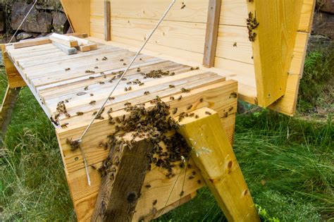 Why Do Bees Leave A Hive Absconding Beekeeping For Newbies