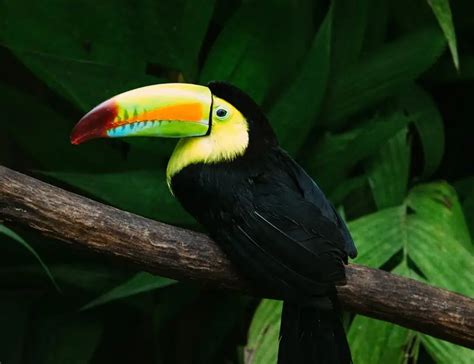 12 Toucan Facts You Should Know About These Vibrant Birds