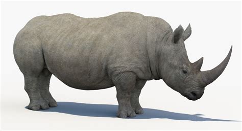 White Rhinoceros 3d Model Turbosquid 1161939
