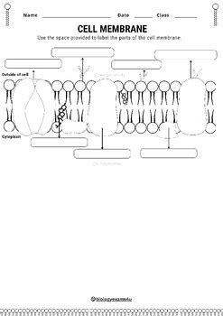 Cell Membrane Fluid Mosaic Model Labeling Worksheet Activity Tpt
