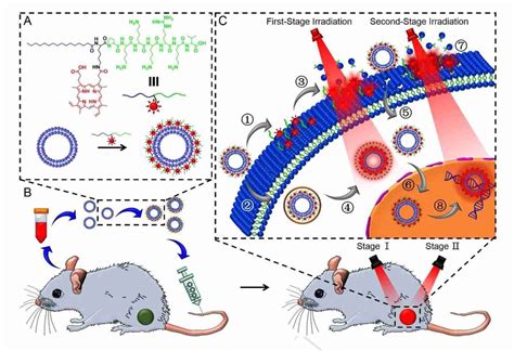 Exosomes Target Delivery Based On Chemical Modification Creative