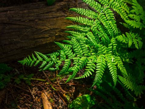 Download Green Fern Wallpaper Wallpaper Wallpapers Com