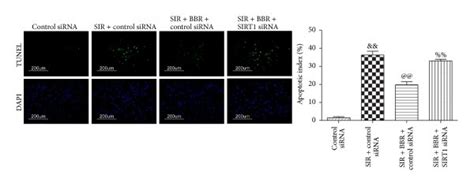 effects of bbr and sirt1 sirna on cell viability and the apoptotic
