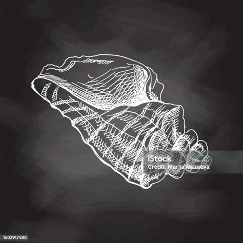 조개껍데기 조개 소라의 손으로 그린 스케치 가리비 조개껍데기 칠판 배경에 분리된 스케치 스타일 벡터 그림 가리비에 대한 스톡