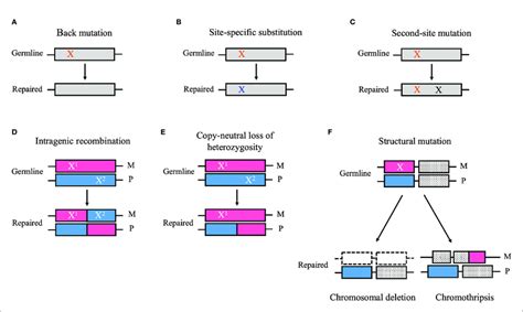 Substitution Mutation Diagram Substitution Mutation Diagram