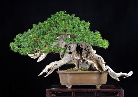 Taxus Cuspidata Bonsai Today