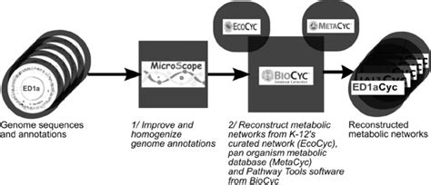 Metabolic Network Reconstruction Process Genome Annotations Are Download Scientific Diagram