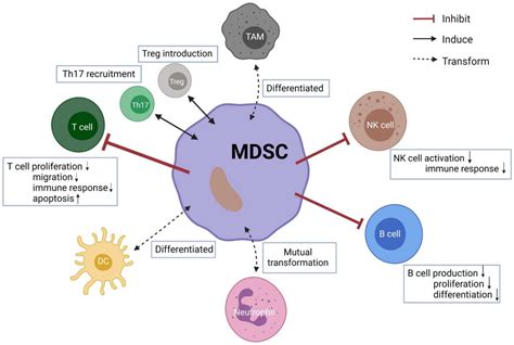 Myeloid Derived Suppressor Cells In Solid Tumors