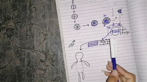 Derivatives Of Ectodermal Germ Layer Youtube