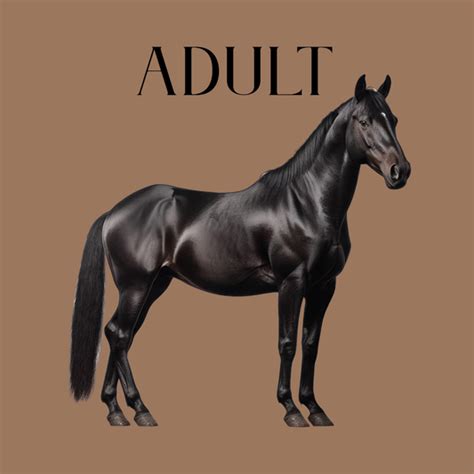 Hernia And Post Surgical Healing Belts Ehs Equine Products