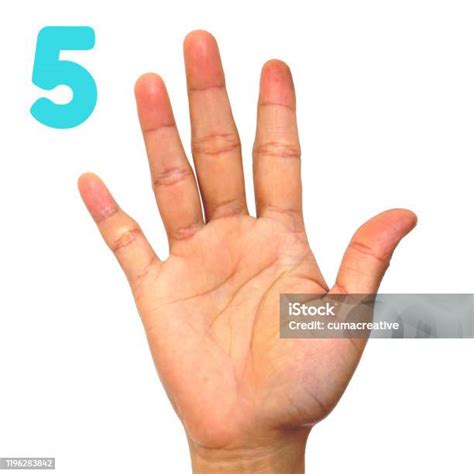 청각 장애인을위한 수화 번호 5 미국 수화 에서 손가락 맞춤법 흰색 배경에 손 제스처 번호 5입니다 5에 대한 스톡 사진 및