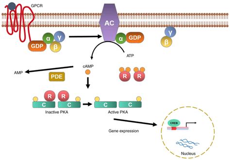 Signal Transduction Pathway Animation At Jett Embling Blog