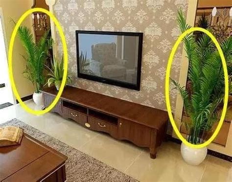 You Must Place Plants In These Spots At Home — The Wealthy Instantly