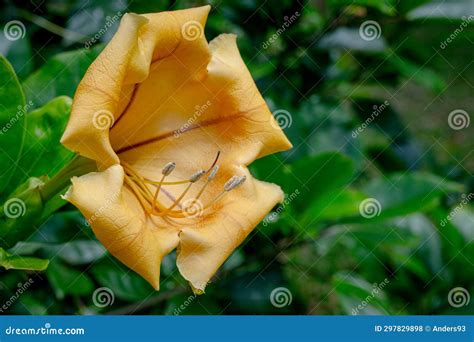 Solandra Maxima Flower Also Known As Cup Of Gold Vine Golden Chalice Vine Or Hawaiian Lily