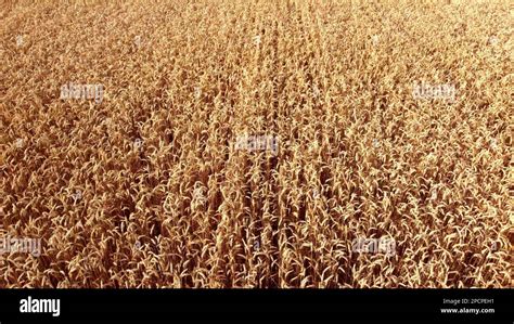 Wheat Field Field Ears Spikes Of Ripe Wheat Golden Ripened Wheat Grains Wheat Grain Harvest