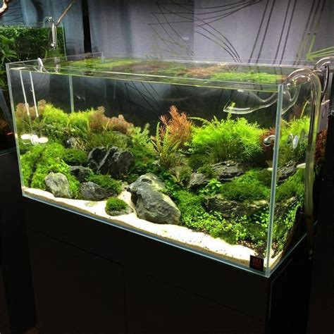180 Aquarium Inspiration Ideas Aquarium Fish Tank Aquarium Design