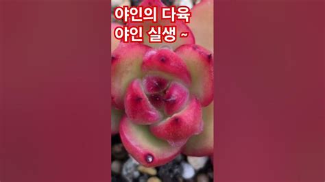 행복 가득한 일요일 되세요 ~ 마이진 파종이 실생 다육 다유기 다육이 다육식물 반려식물 다육판매 다육이판매 다육이키우기 다육인스타그램 매혹이 청주