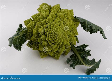 A Biological Example Of Fibonacci Spirals And Fractals In Nature Using A Romanesco Cauliflower