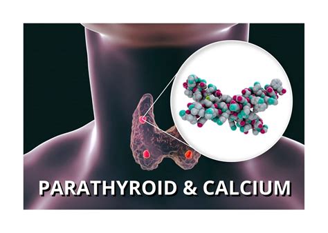 Parathyroid And Calcium Disorders District Endocrine