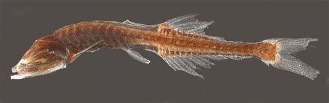 Cyclothone Alchetron The Free Social Encyclopedia