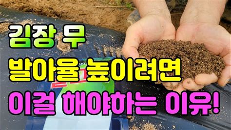 김장무 이것만 조심하면 발아율 높아요 저장성 좋고 웃거름주는시기 김장무우파종시기 Youtube